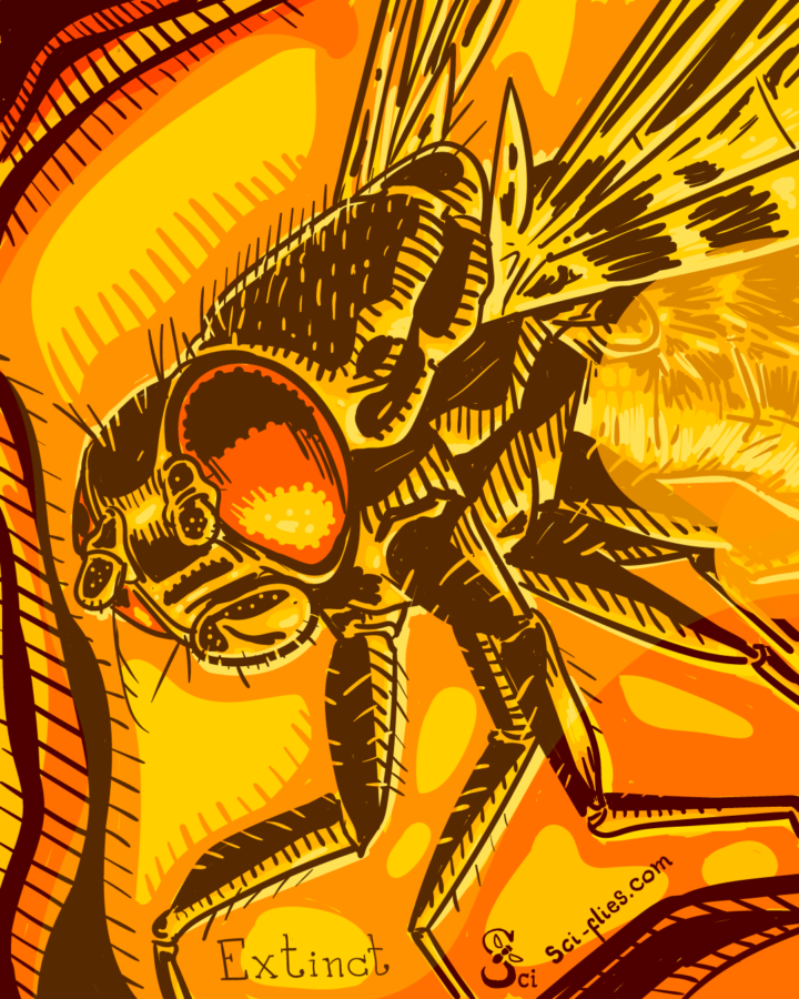 Thirty-One Drosophila Drawings - Inktober 2021 - Flying Thru Science